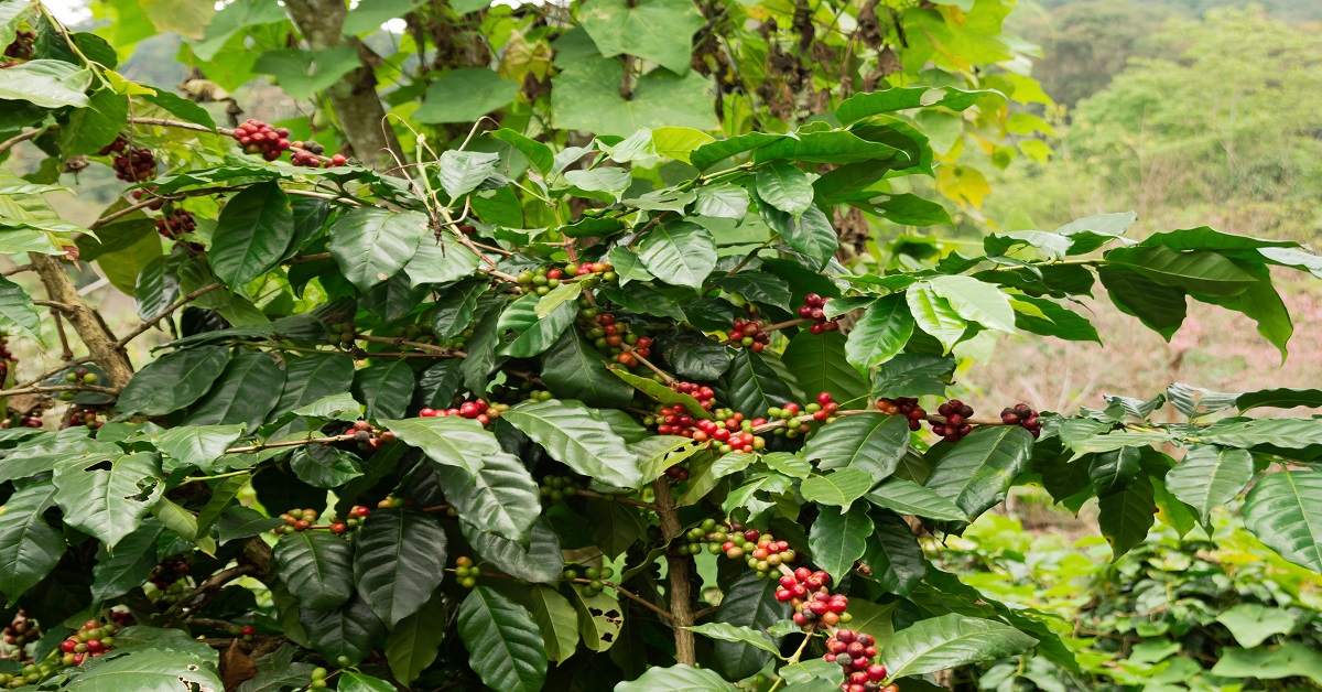 Popular Types of Coffee in Indonesia - Serviamo Coffee